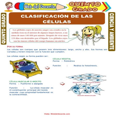 Clasificacin De Las Clulas Para Quinto Grado De Primaria