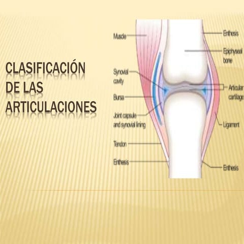 Clasificación y Función de las Articulaciones en el Cuerpo Humano | PPTX
