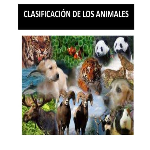 Los animales | PPTX