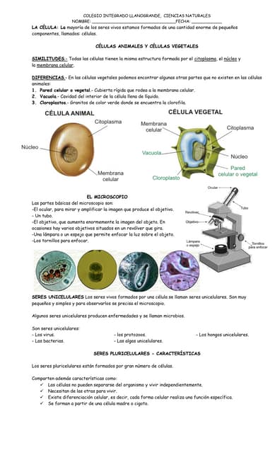Organizacion interna de los seres vivos, celula, tejidos, organos y ...