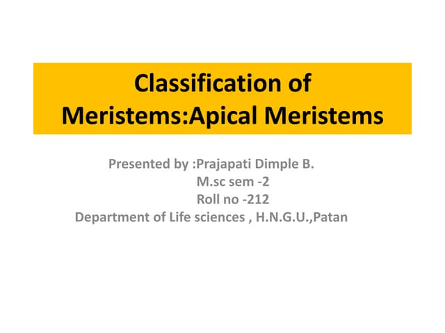 3. Root Apical Meristem and theories of root apical meristem | PPTX ...