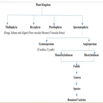 Horticulture Classification of vegetables.pptx