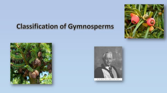 Chapter - Progymnosperm lecture 2nd year | PPTX
