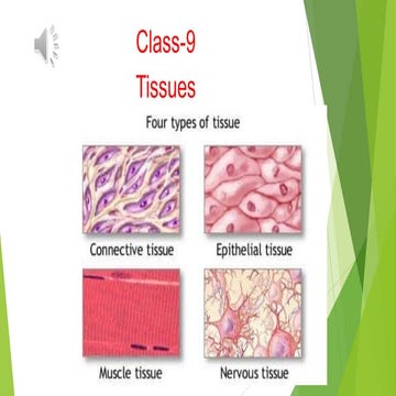 Class-9, Ch-6 Tissues ppt.pptx