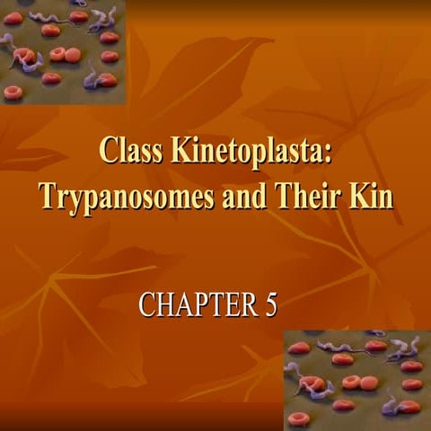 Class Kinetoplasta | PPT | Infectious Diseases | Diseases and Conditions