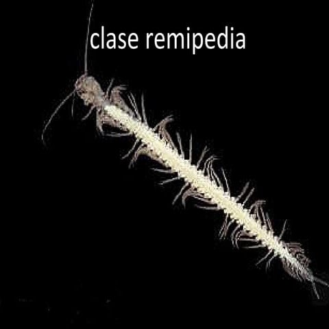 Remipedia | PPT