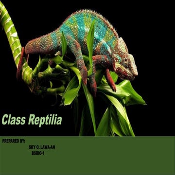 Class Reptilia
