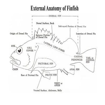 Scales in fishes | PDF