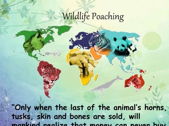 Poaching methods | PPTX