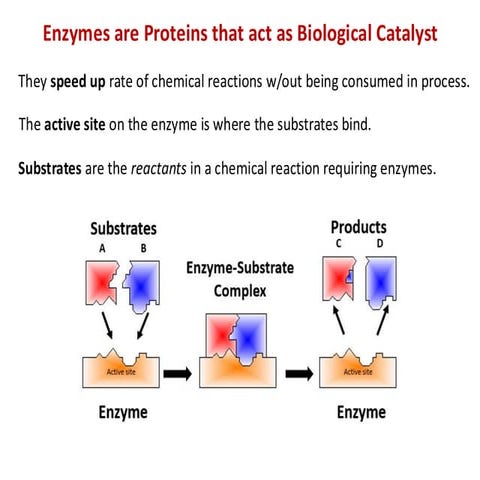 Enzymes and proteins_structure and functions.pdf