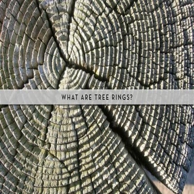 Class 2, What are tree rings? | PDF