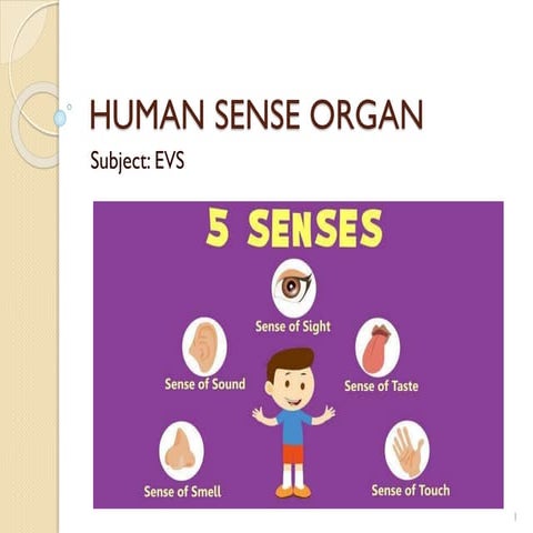 Class 5 PPT on Human Sense Organ (1).pdf