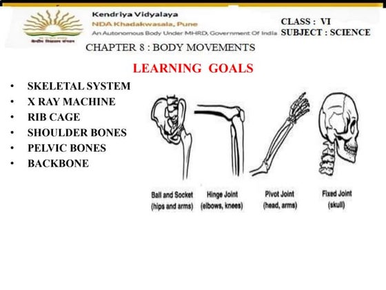 The musculoskeletal system Grade 6 | PPTX