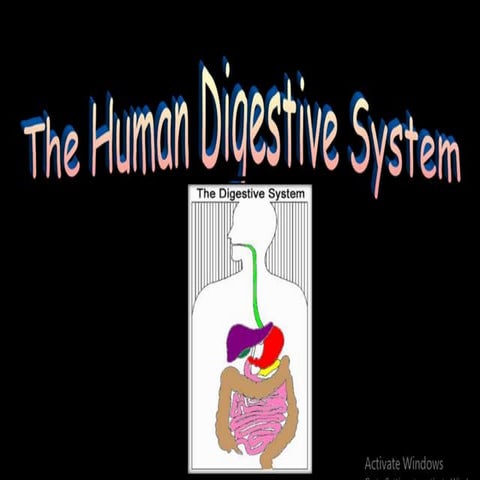 class 7 digestive system ppt.pptx digestion | PPTX