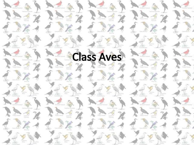 Classification of aves | PPTX