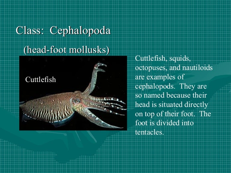 Class Cephalopoda Notes