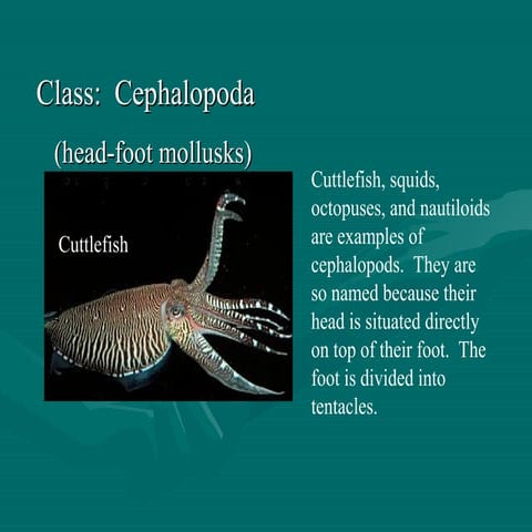 Phylum Mollusca Class Cephalopoda
