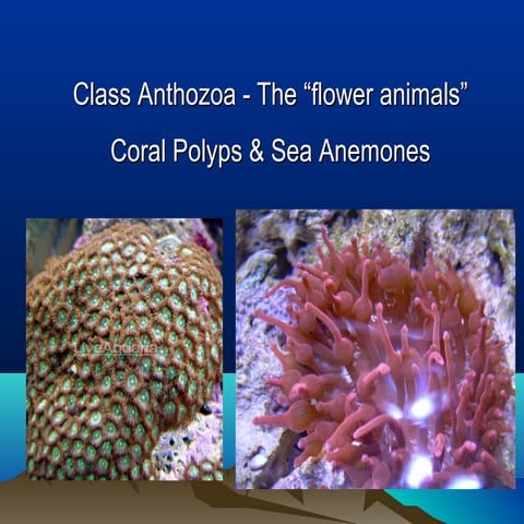 Classe anthozoa Notes | PPT