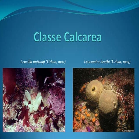 Classe Calcarea | PPTX