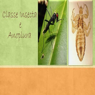 Classe insecta | PPT