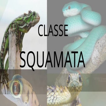 CLASSE SQUAMATA, slide apresentada via vídeo pela turma | PPTX