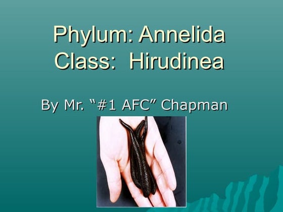 Hirudinaria - ppt -indian cattle leech,, | PPTX | Biological Sciences ...