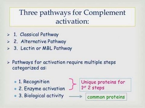 Complement system | PPT