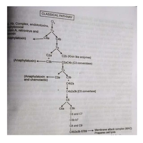 Classification of non chordata | PPTX