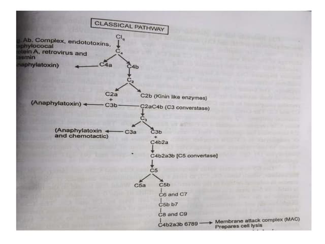 Classification of non chordata | PPTX