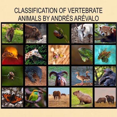 Classiffication of vertebrate animals | PDF
