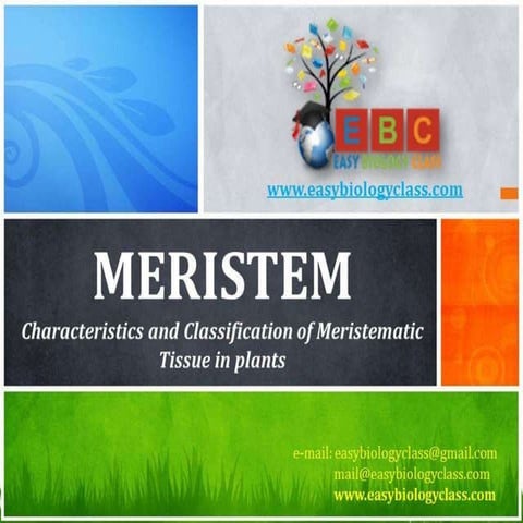 Classification of-meristem | PPT