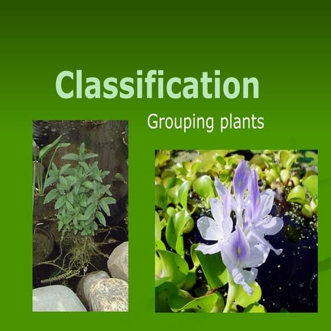 Classification of plants for Sec Biology | PPTX