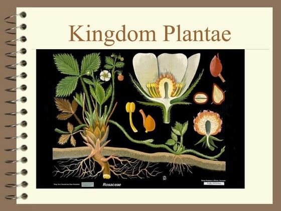 Classification of plants | PPT