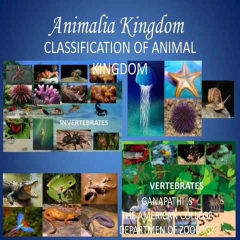 Zoology Animal Classification