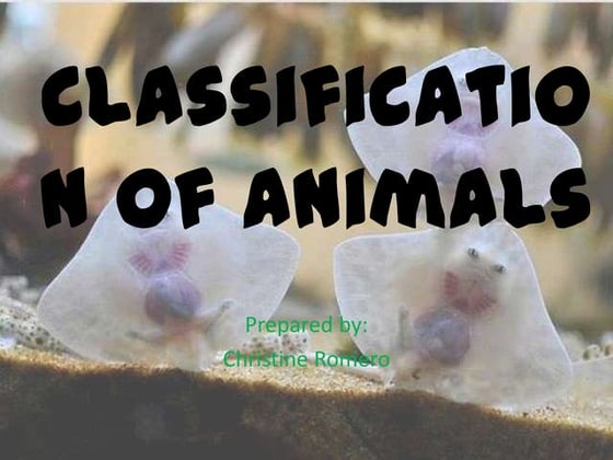 Lesson plan on classification of animals | DOC