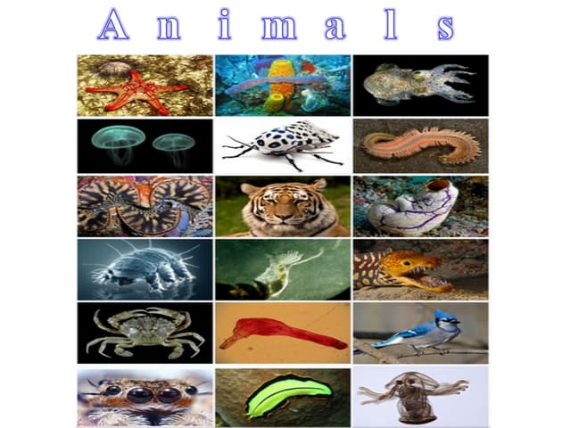 Grade 6 - Vertebrates and Invertebrates | PPT
