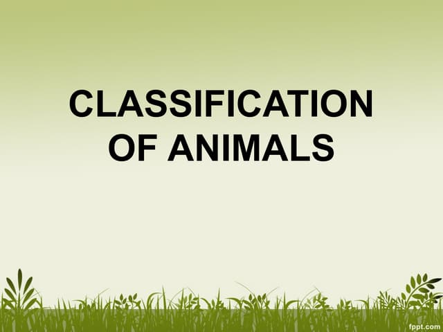 Lesson plan on classification of animals | DOC