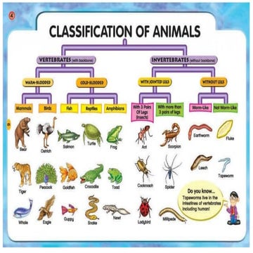 Vertebrates and invertebrates | PPT