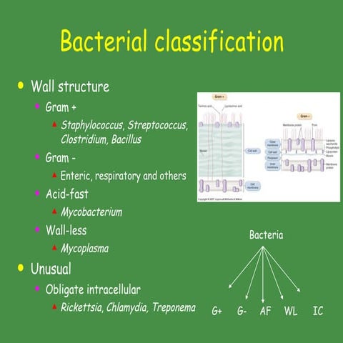Classificationof Bacteria | PPT