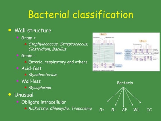 The three main types of bacteria | PPT