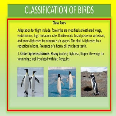 Classification Of Birds