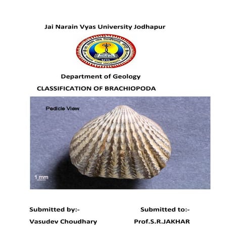 Brachiopod Shell, Symmetry and Shell Shape