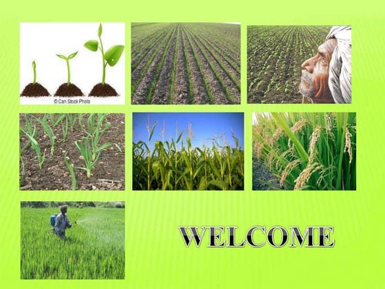 MAJOR CROPS OF THE PHILIPPINES AND THEIR GEOGRAPHIC.pptx | Gardening ...