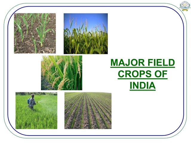 CLASSIFICATION OF FIELD CROPS | PPTX