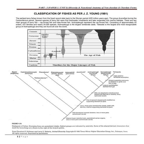 CLASSIFICATION OF FISHES in details all describe | PDF