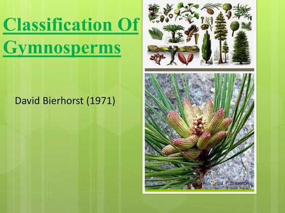 Angiosperm | PPT