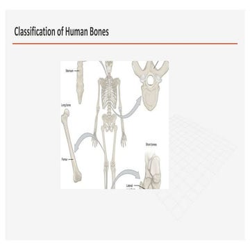 Classification of Human Bones. | PPTX