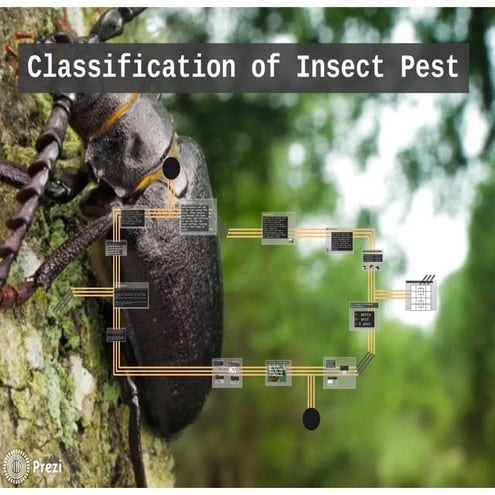 Classification of insect pest | PDF