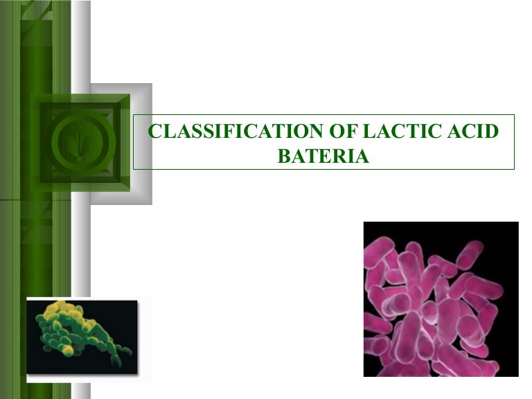 Classification Of Lactic Acid Bacteria