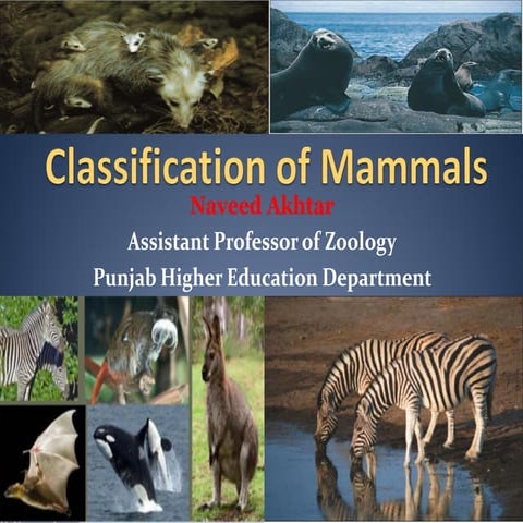 Classification of Mammals | PDF